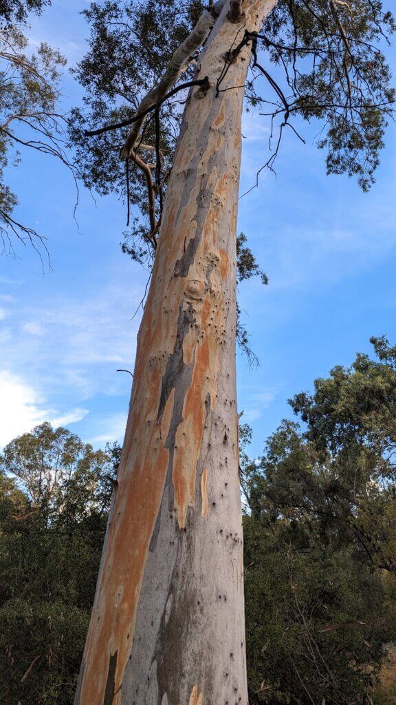 eucalyptus tree bark uses