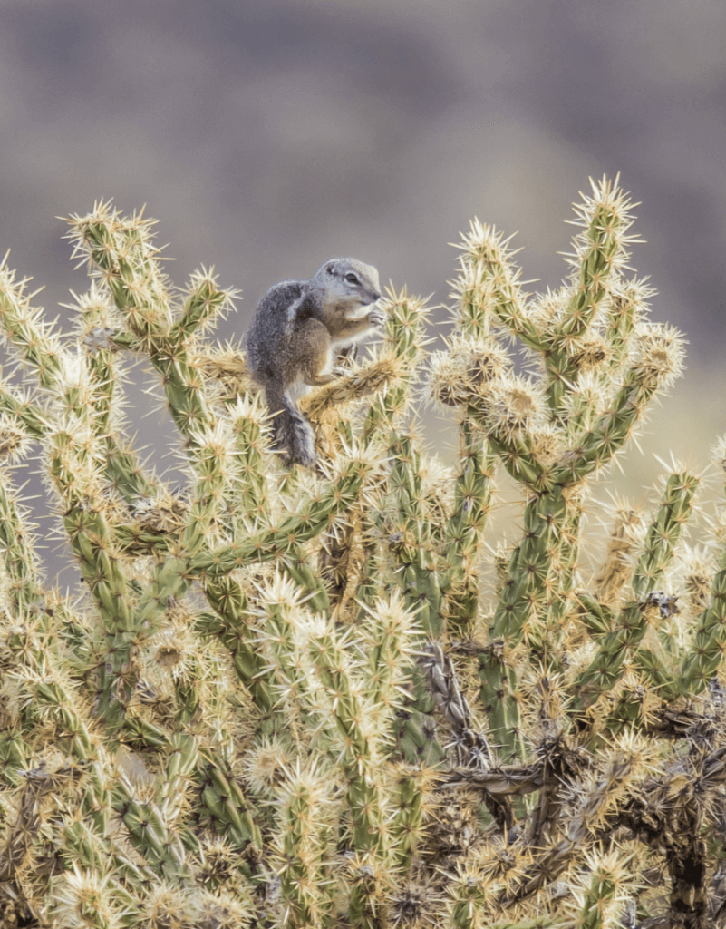 desert animals squirrels