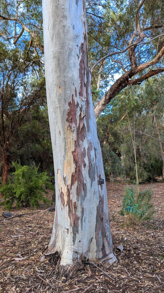 eucalyptus tree bark uses