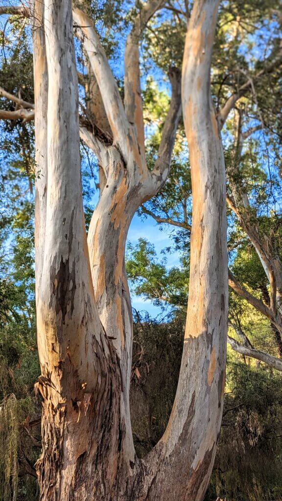 eucalyptus tree bark uses
