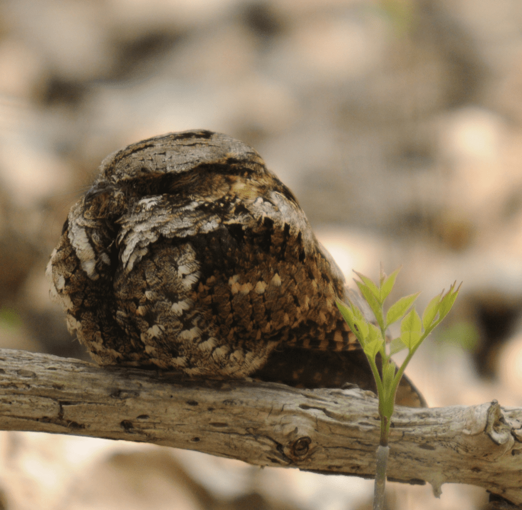 Nocturnal Birds that Reside in the Arizona Desert - Boyce Thompson ...