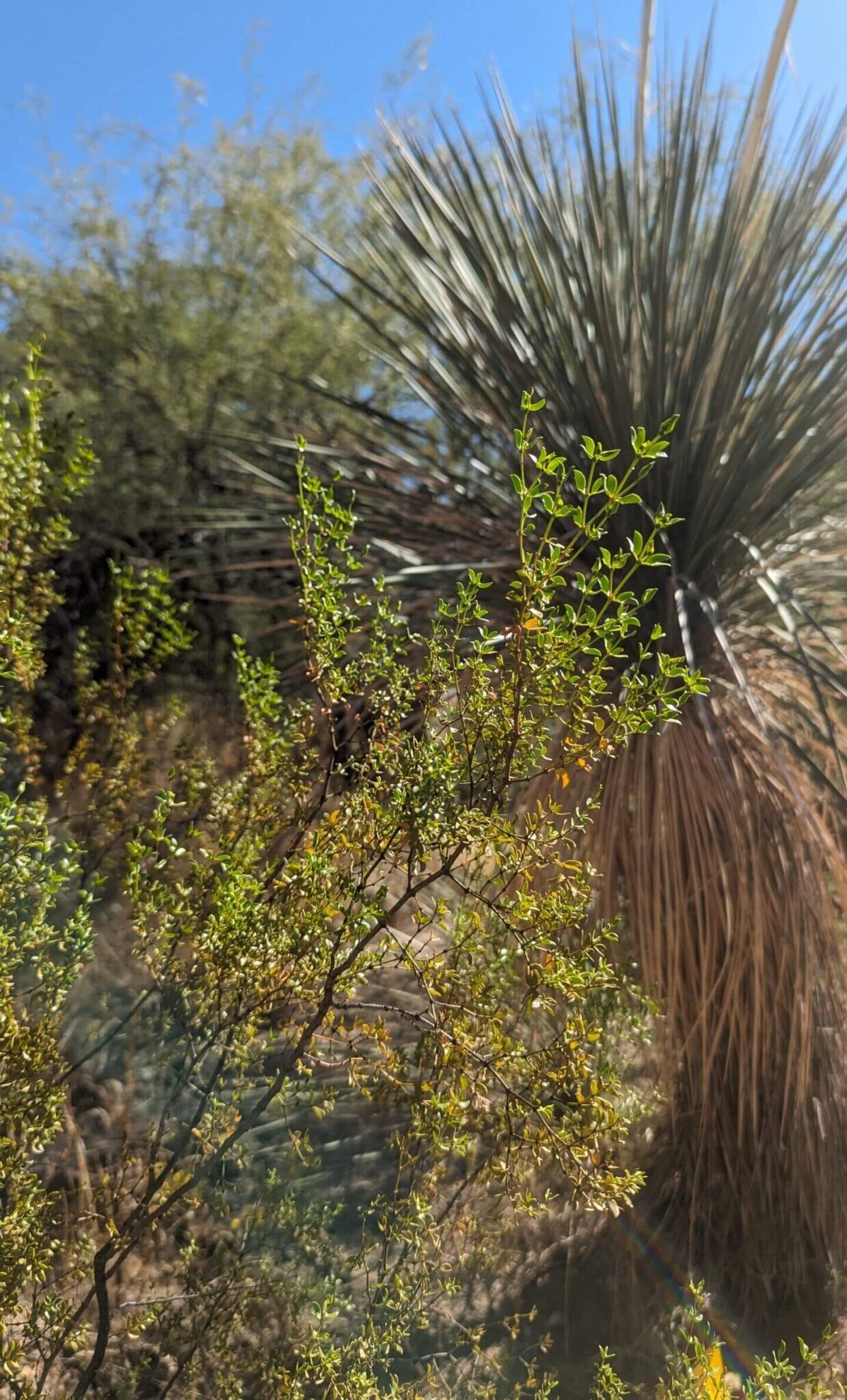 Unlocking the Mysteries of Creosote: Fascinating Fun Facts - Boyce ...