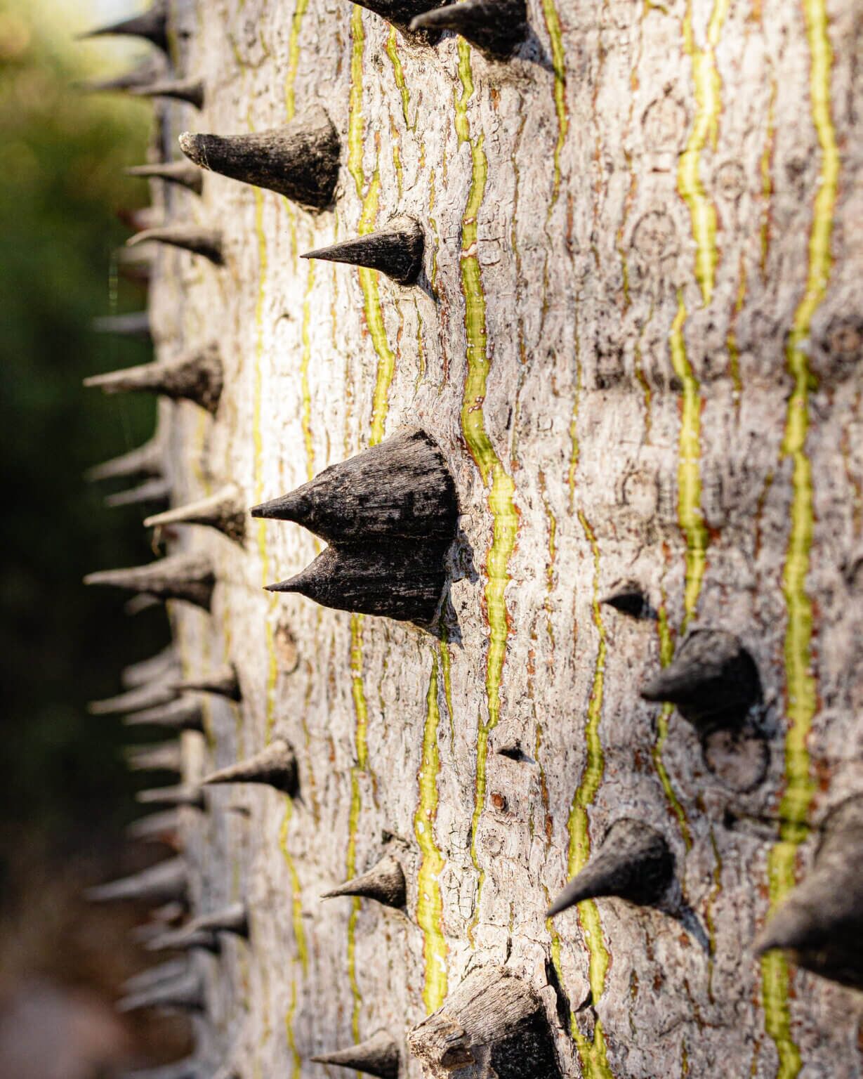 Ceiba insignis: Facts about the White Floss-Silk Tree - Boyce Thompson ...