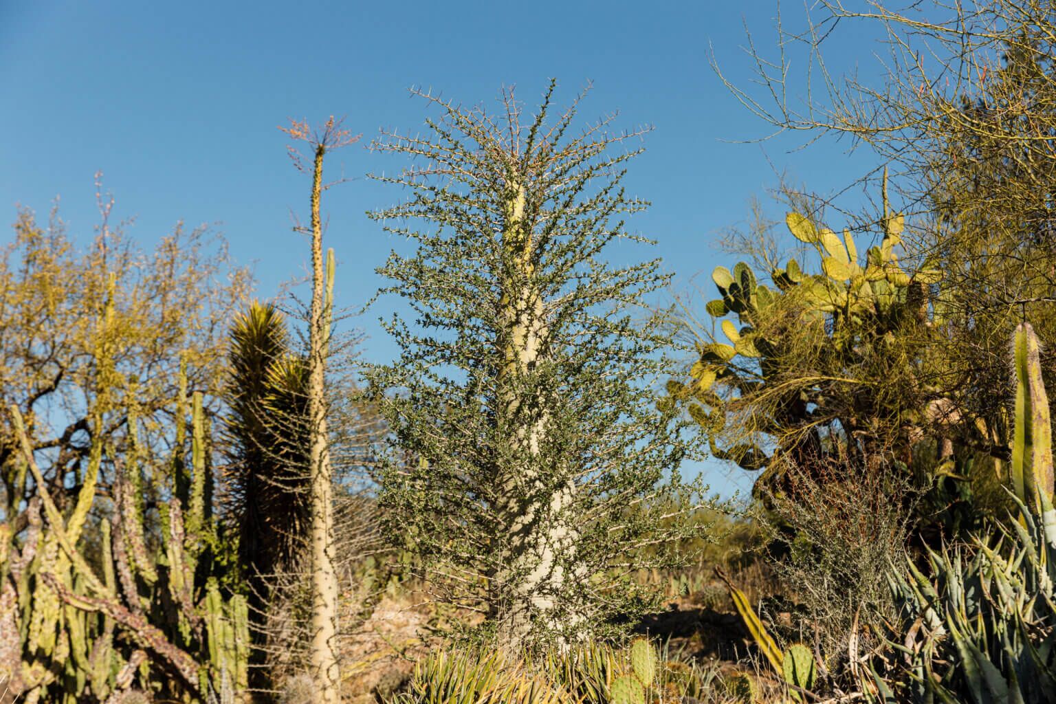The Boojum Tree: Origin, Adaptations, and Interesting Facts - Boyce ...