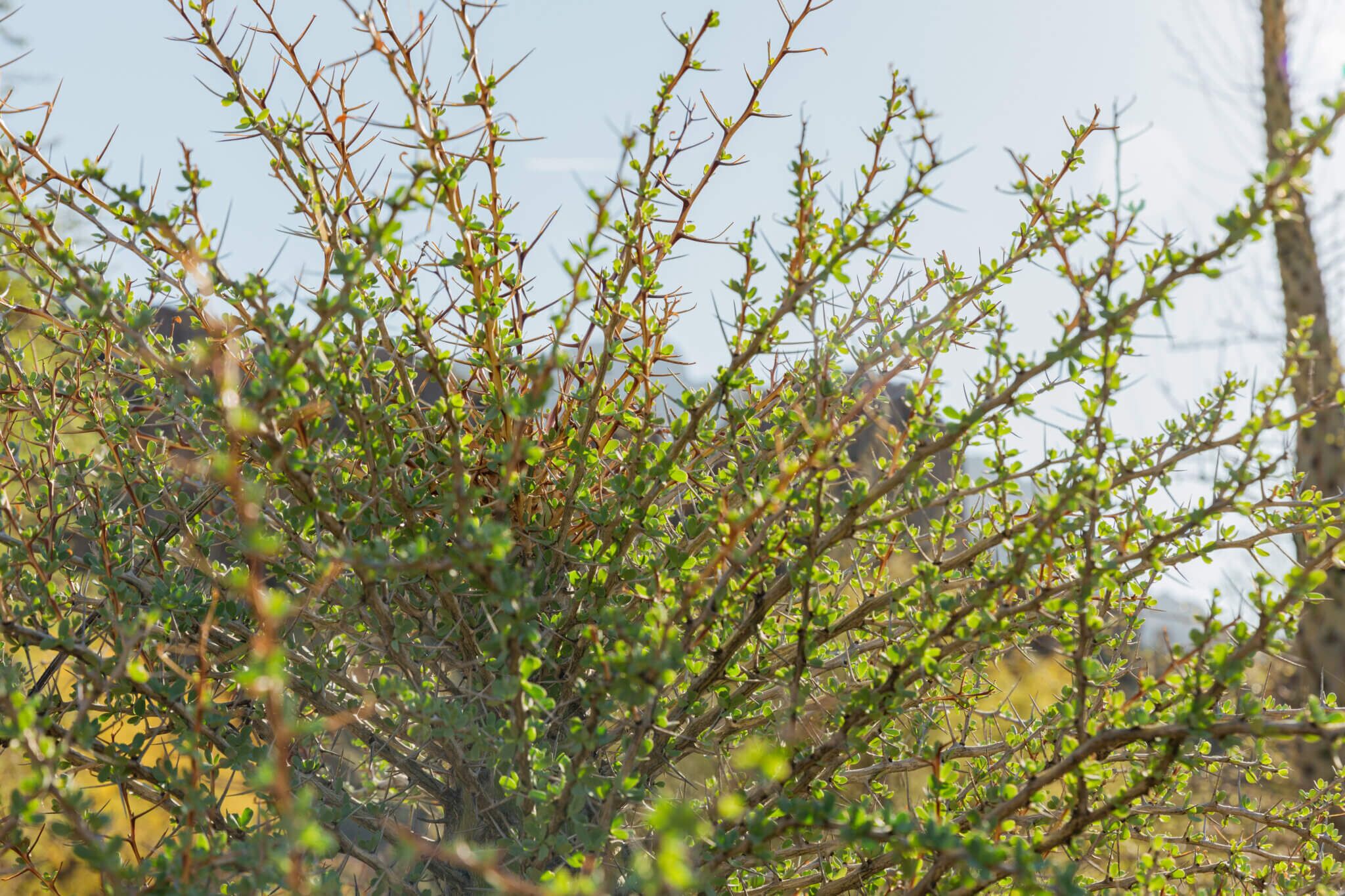 The Boojum Tree: Origin, Adaptations, and Interesting Facts - Boyce ...