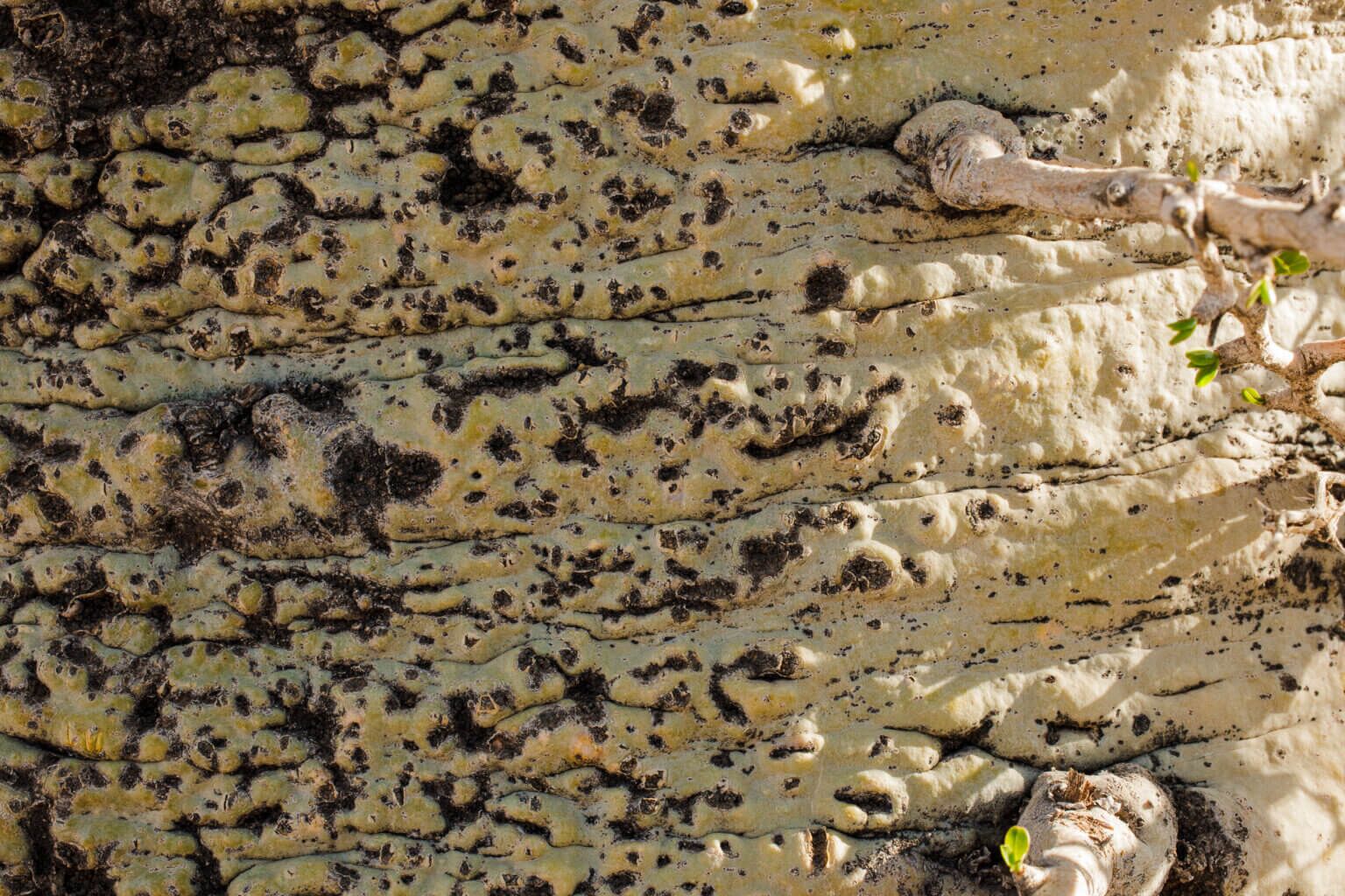 The Boojum Tree: Origin, Adaptations, and Interesting Facts - Boyce ...