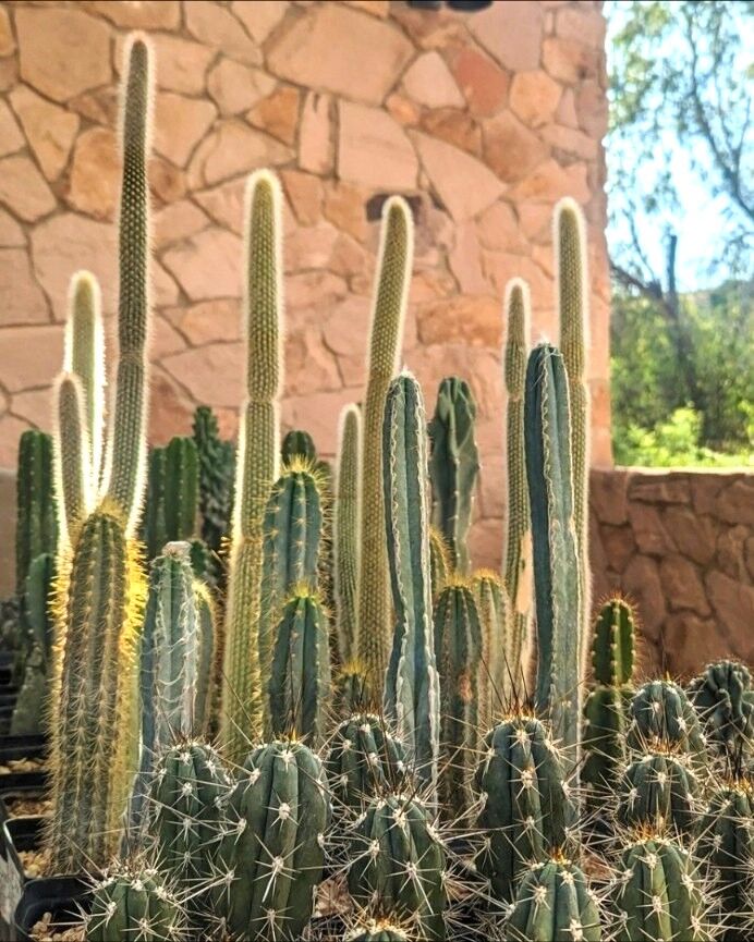 sucseed cacti