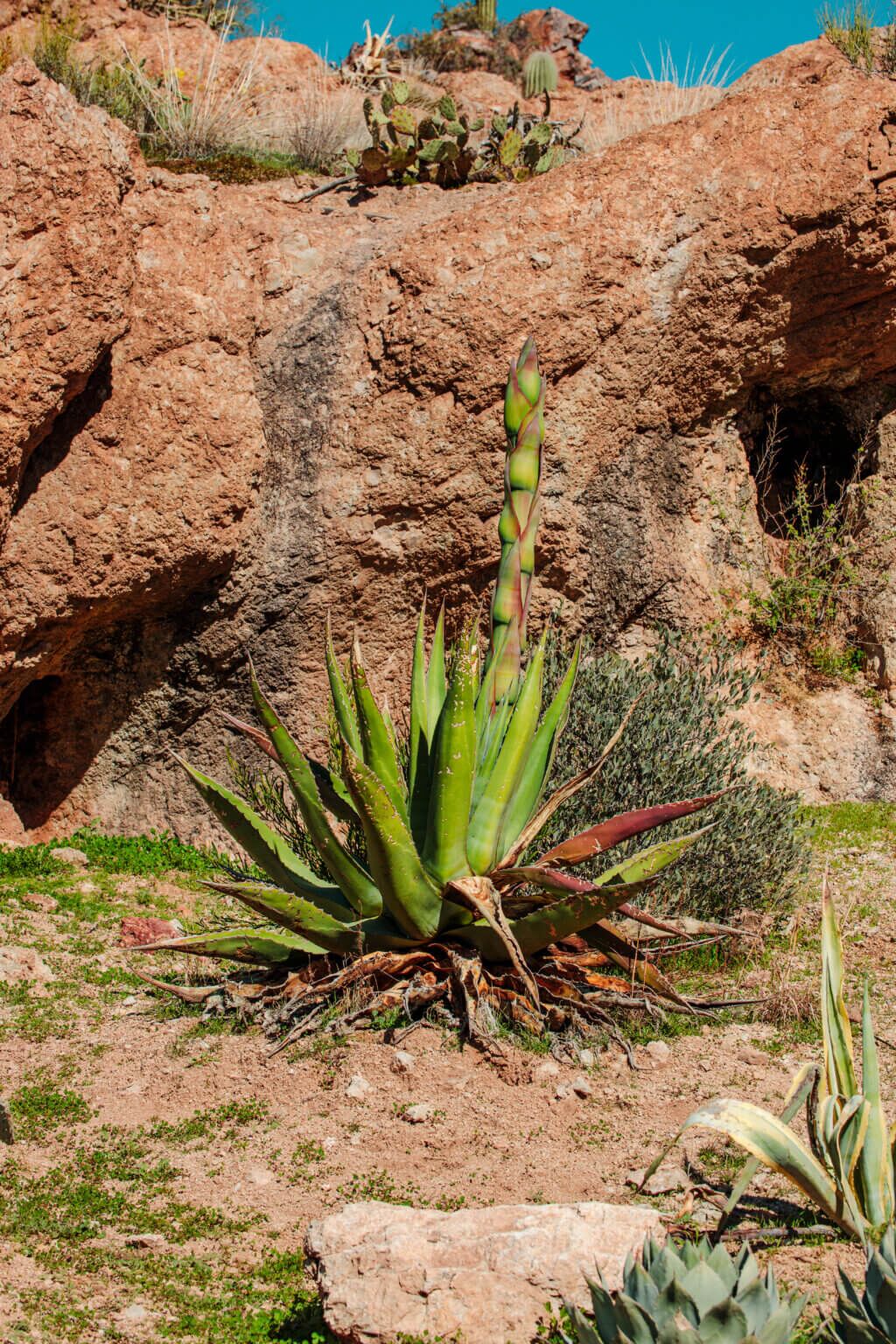 The Chihuahuan Desert: Plants & Animals - Boyce Thompson Arboretum