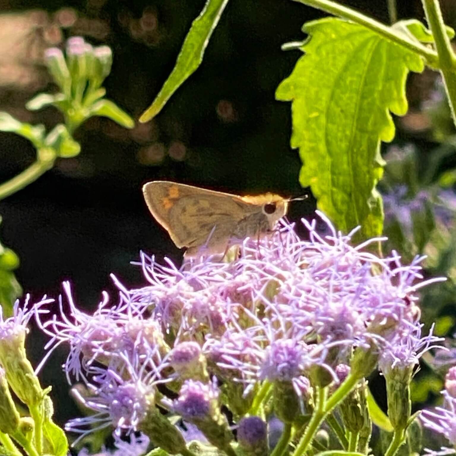 15 Butterfly Species Found in Arizona - Boyce Thompson Arboretum