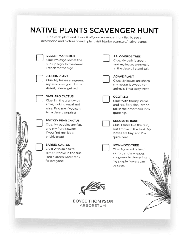 Native Plants of the Sonoran Desert: Learning and Scavenger Hunt ...