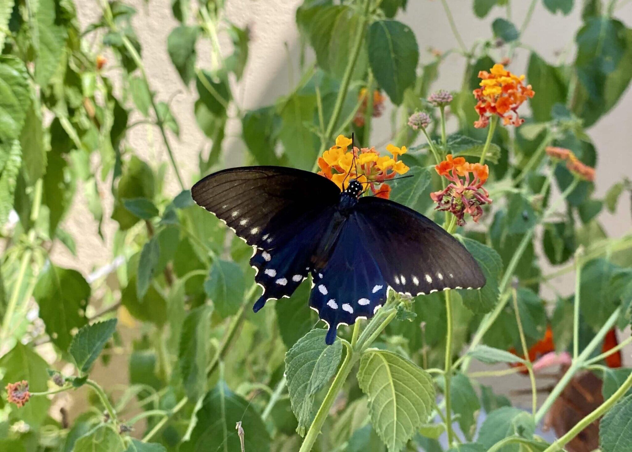 15 Butterfly Species Found in Arizona - Boyce Thompson Arboretum