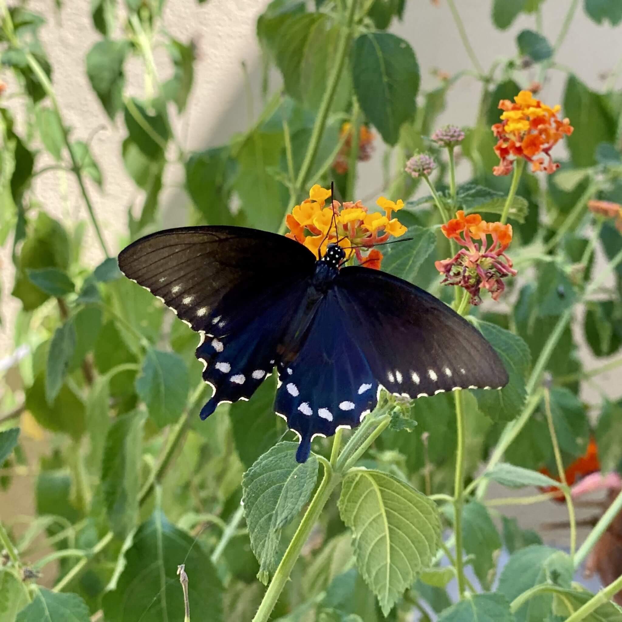 15 Butterfly Species Found in Arizona - Boyce Thompson Arboretum