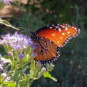 15 Butterfly Species Found in Arizona - Boyce Thompson Arboretum