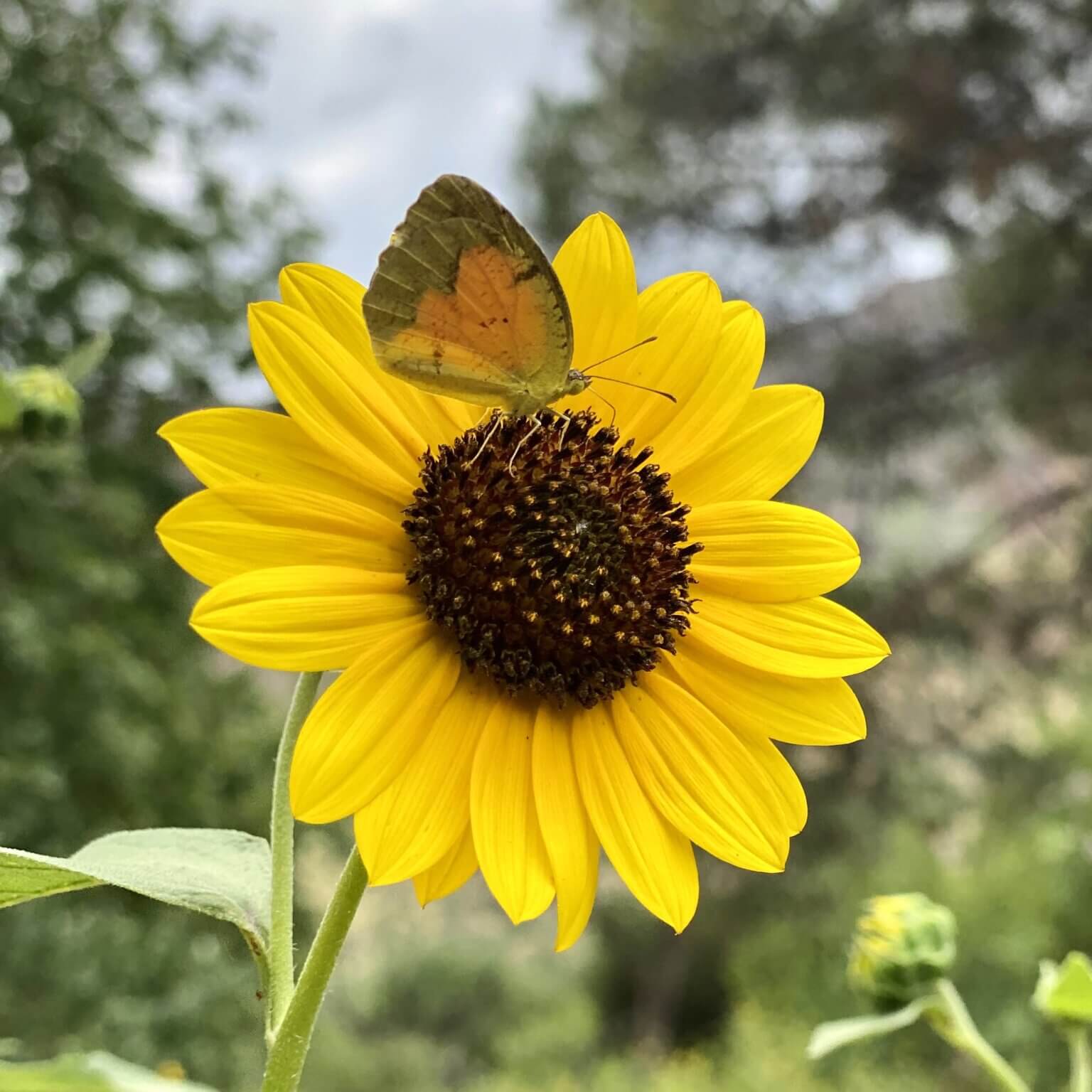 15 Butterfly Species Found in Arizona - Boyce Thompson Arboretum
