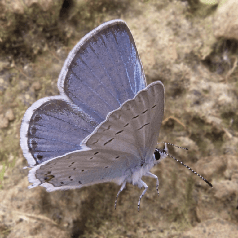 15 Butterfly Species Found in Arizona - Boyce Thompson Arboretum