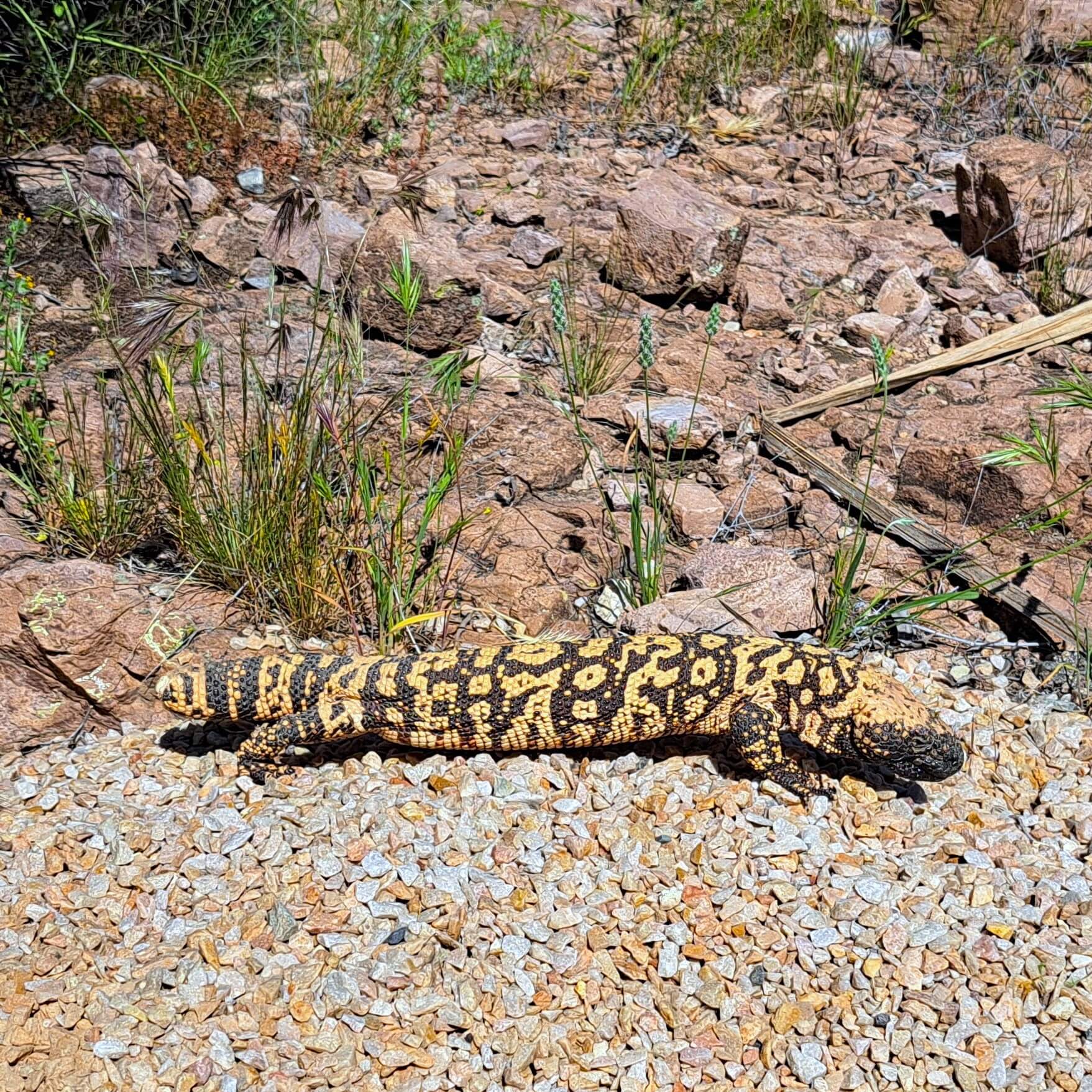 Arizona Lizards: 10 Species You Can Find at the Arboretum - Boyce ...