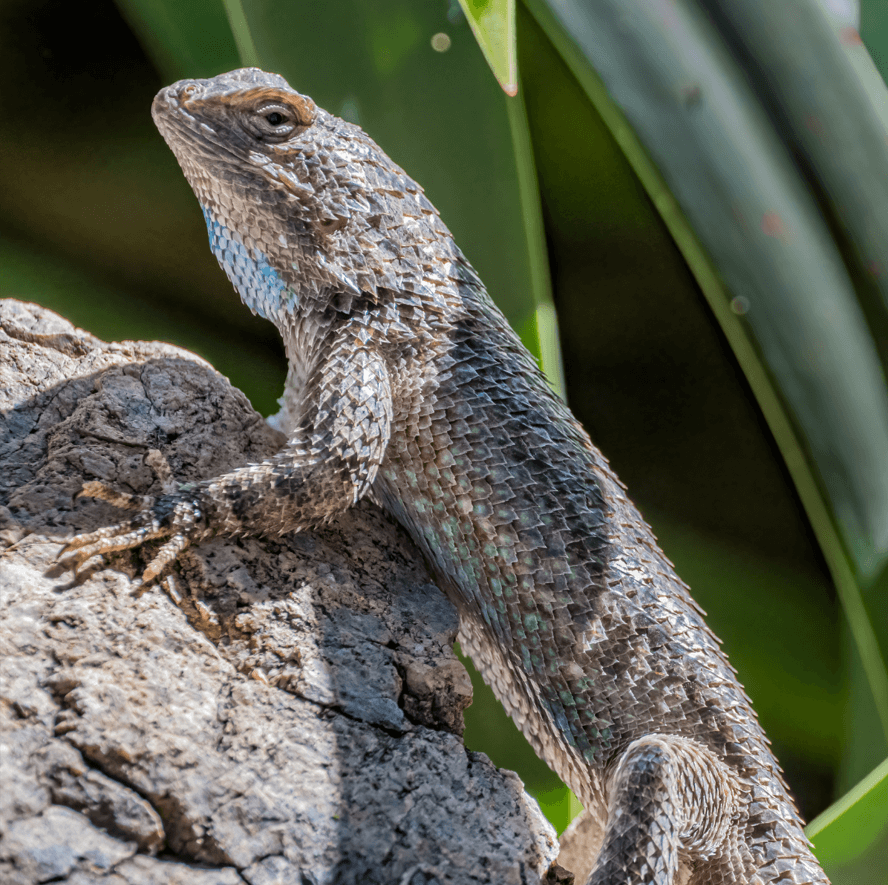 Arizona Lizards: 10 Species You Can Find at the Arboretum - Boyce ...