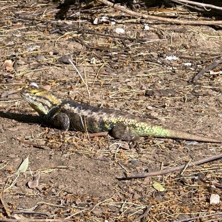 Arizona Lizards: 10 Species You Can Find at the Arboretum - Boyce Thompson Arboretum