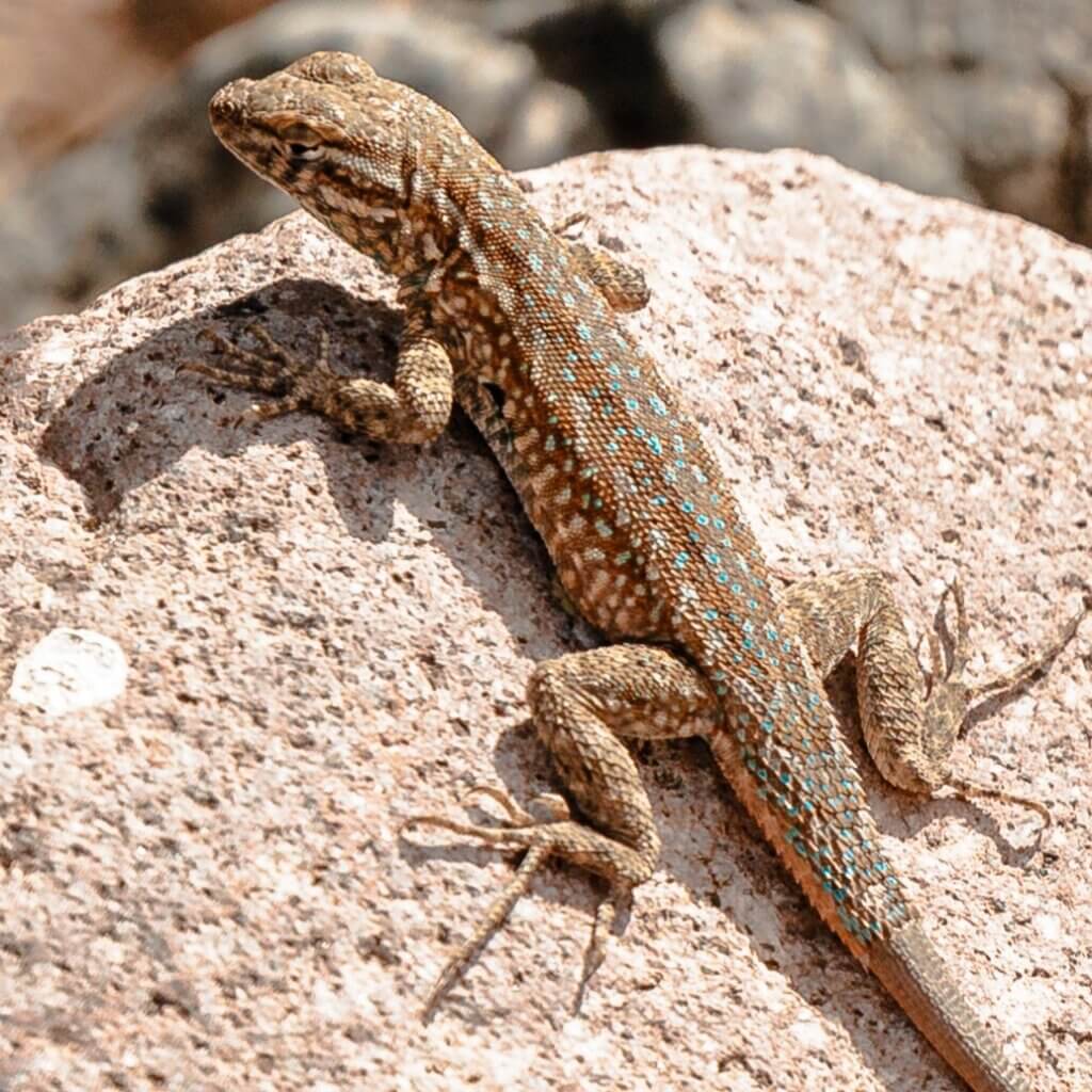Arizona Lizards: 10 Species You Can Find at the Arboretum - Boyce ...