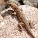 Arizona Lizards: 10 Species You Can Find at the Arboretum - Boyce ...