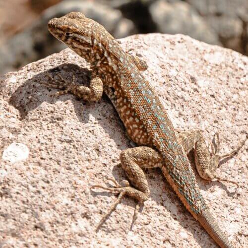 Arizona Lizards: 10 Species You Can Find at the Arboretum - Boyce ...