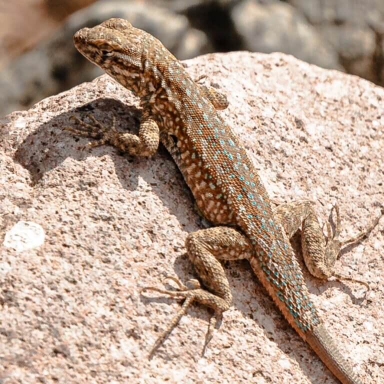 Arizona Lizards: 10 Species You Can Find at the Arboretum - Boyce ...