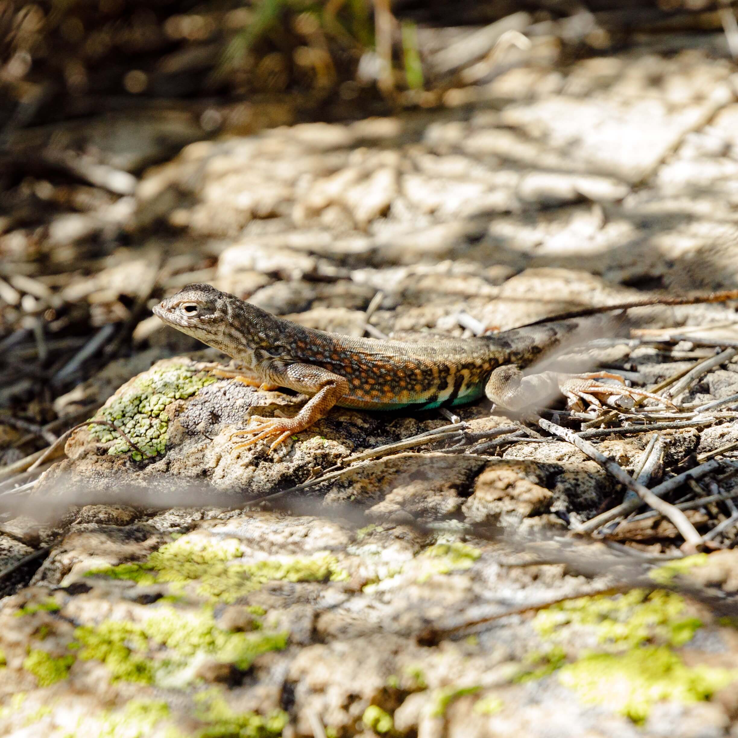 Arizona Lizards: 10 Species You Can Find at the Arboretum - Boyce Thompson Arboretum