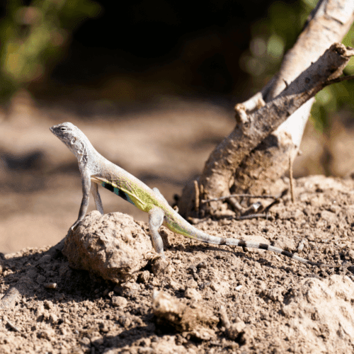 Arizona Lizards: 10 Species You Can Find at the Arboretum - Boyce ...